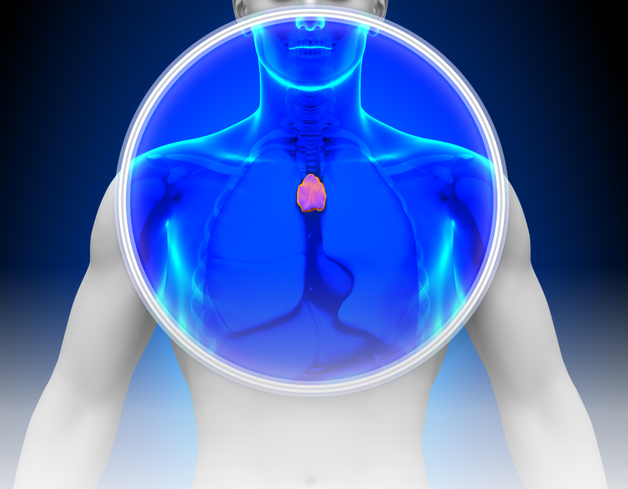 Remoção do timo, realizada rotineiramente, foi associada ao aumento do ...